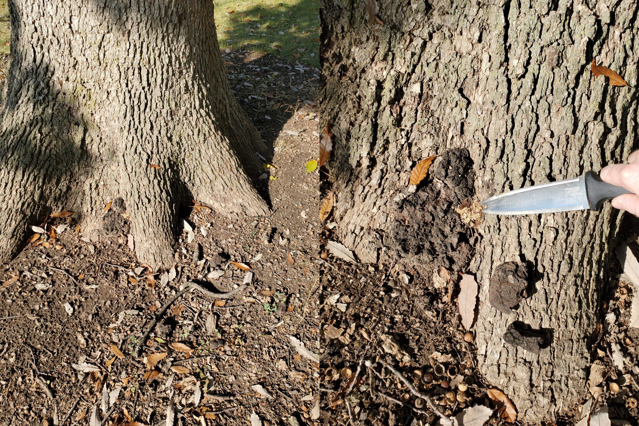 Inonotus Dryadeus – butt and root rot of oaks