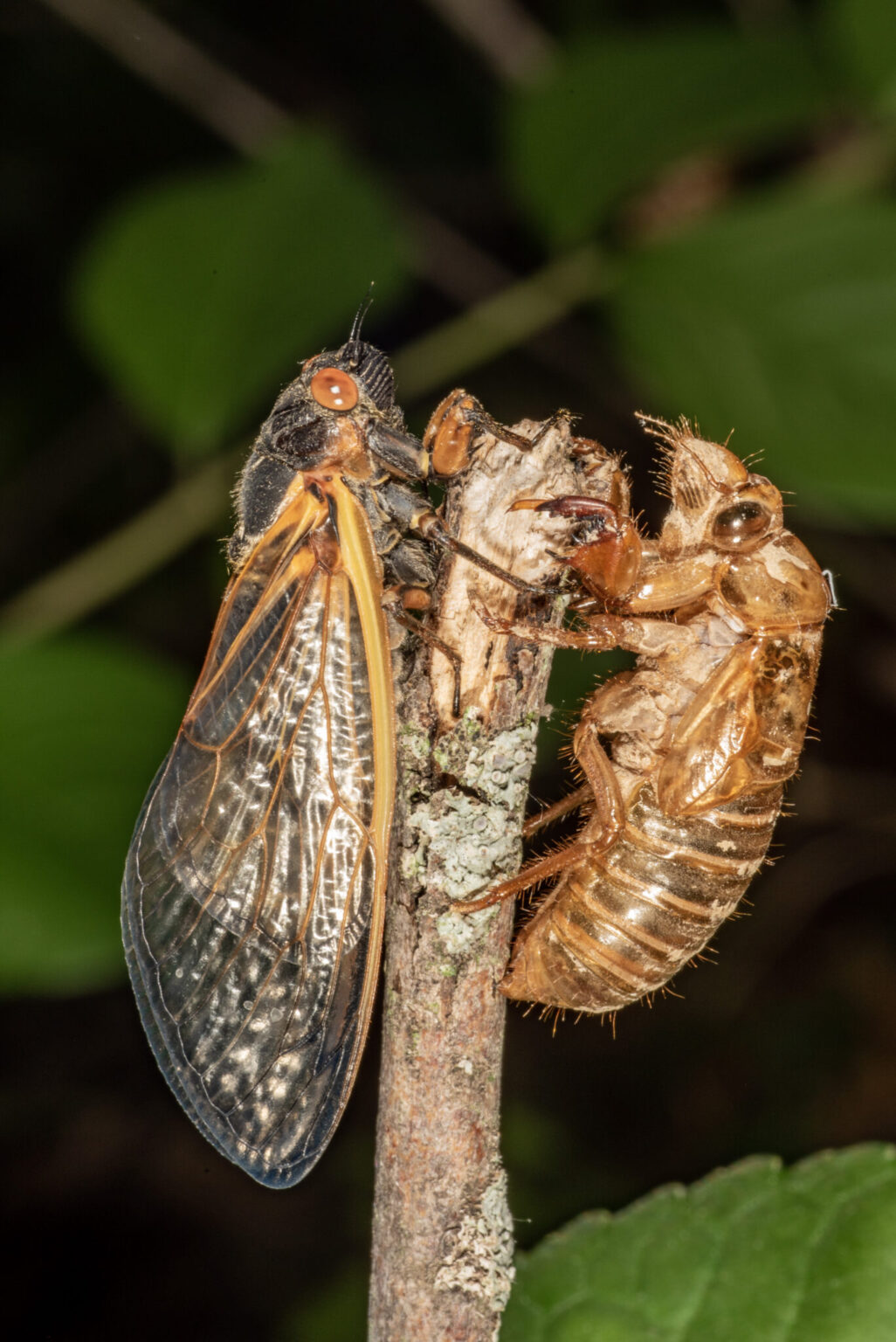 Cicadas in Spring!