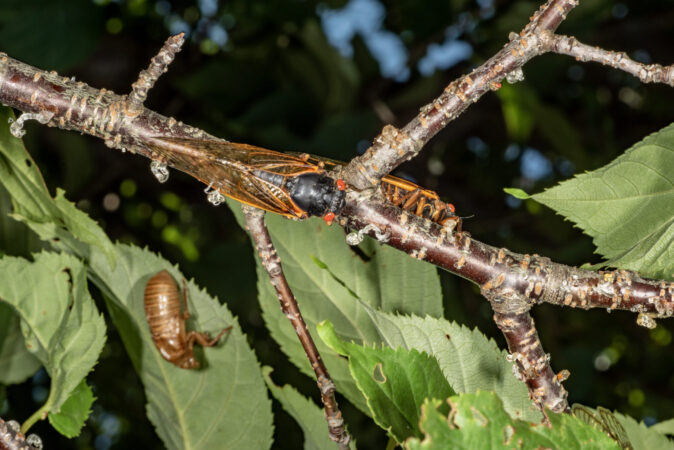 Cicadas in Spring!