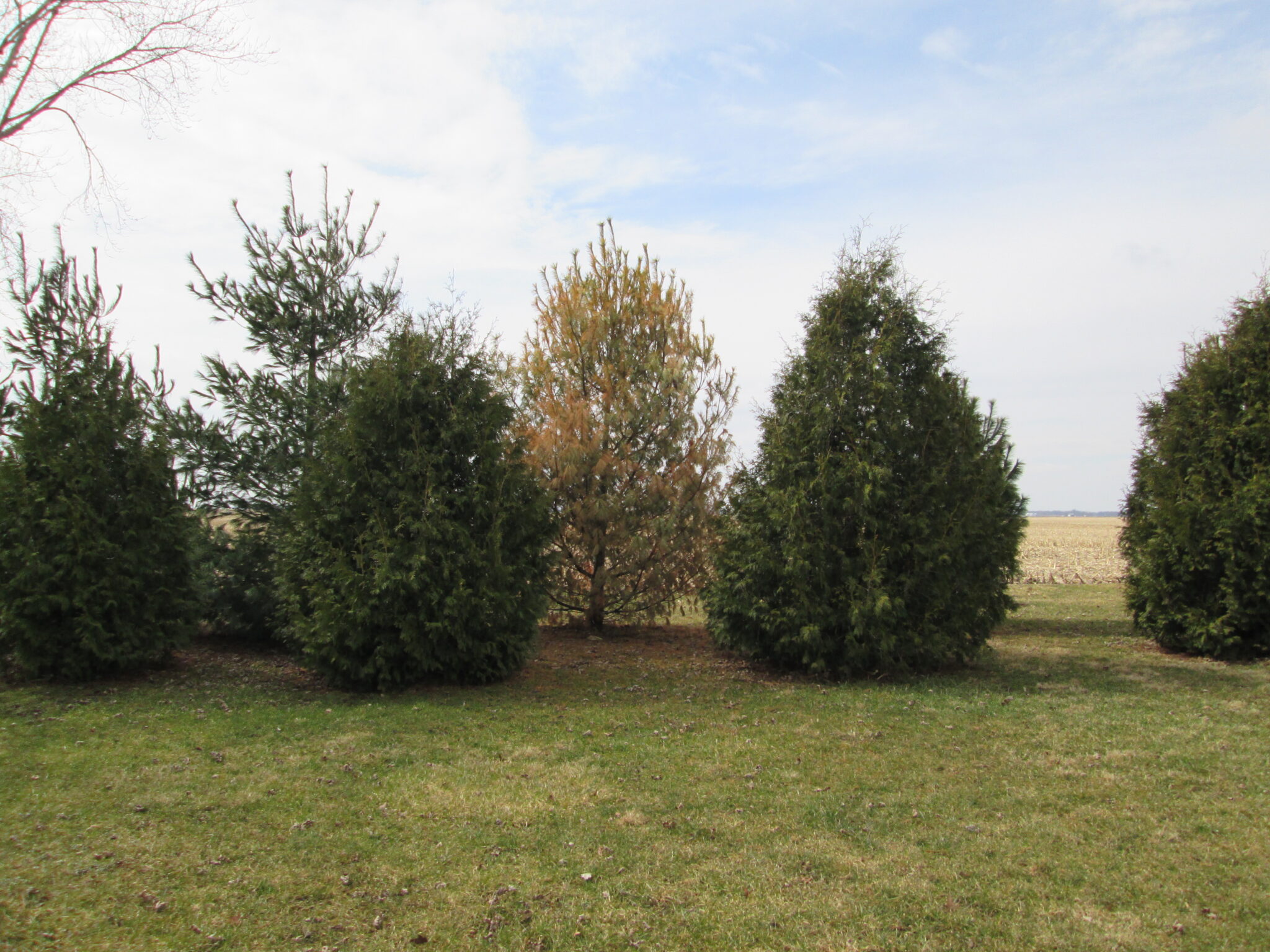 Declining Pines of the White Variety