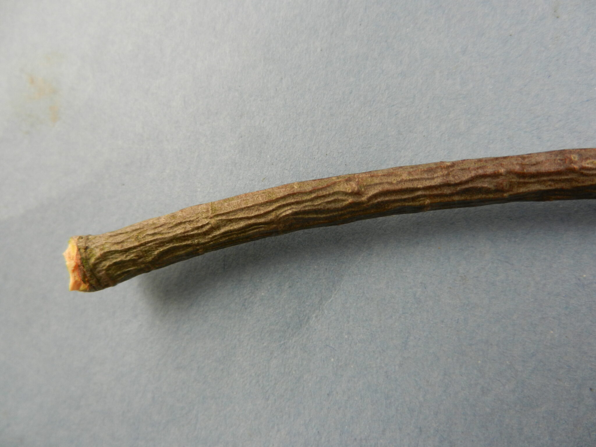 Declining Pines of the White Variety