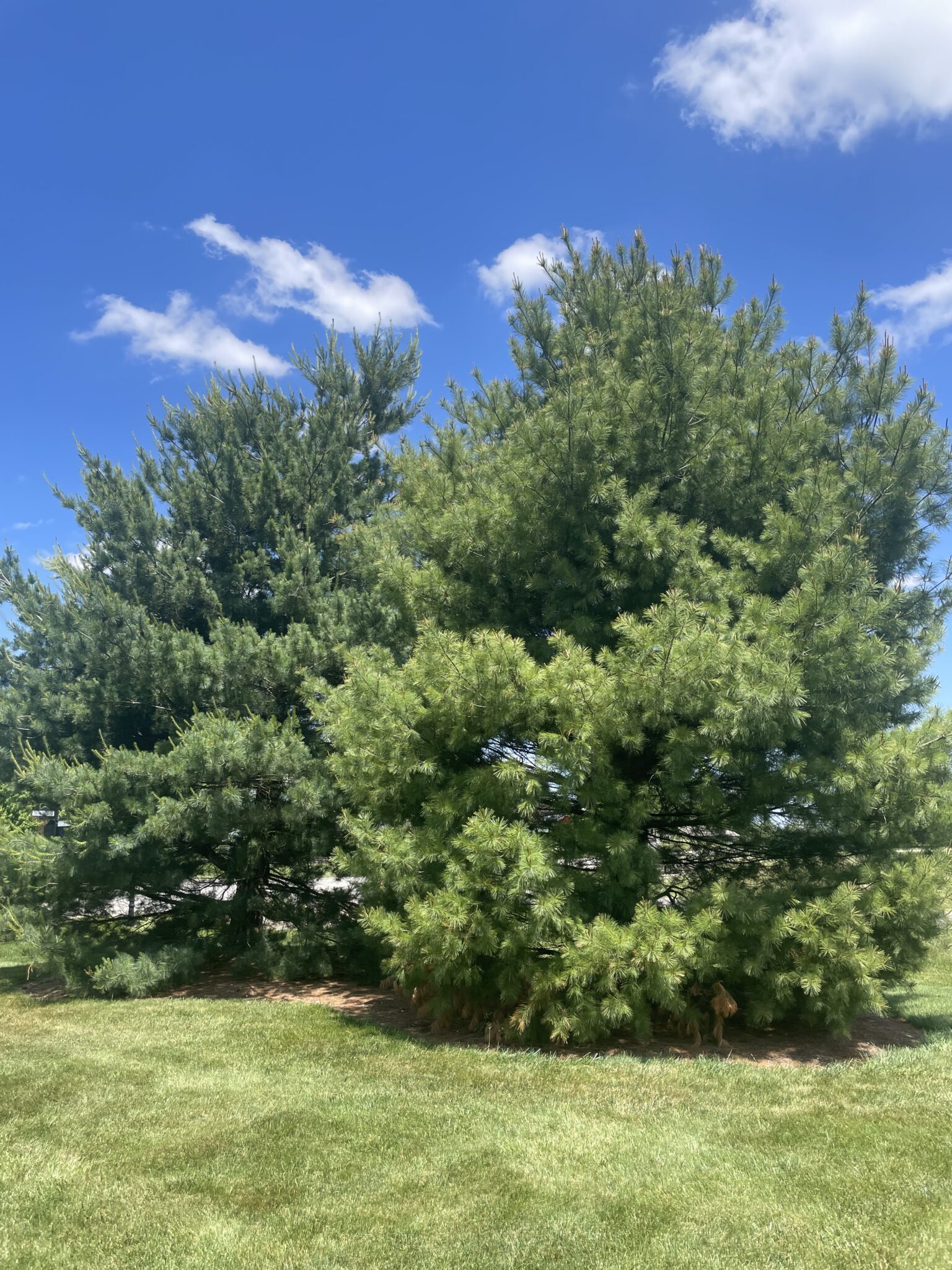 Declining Pines of the White Variety
