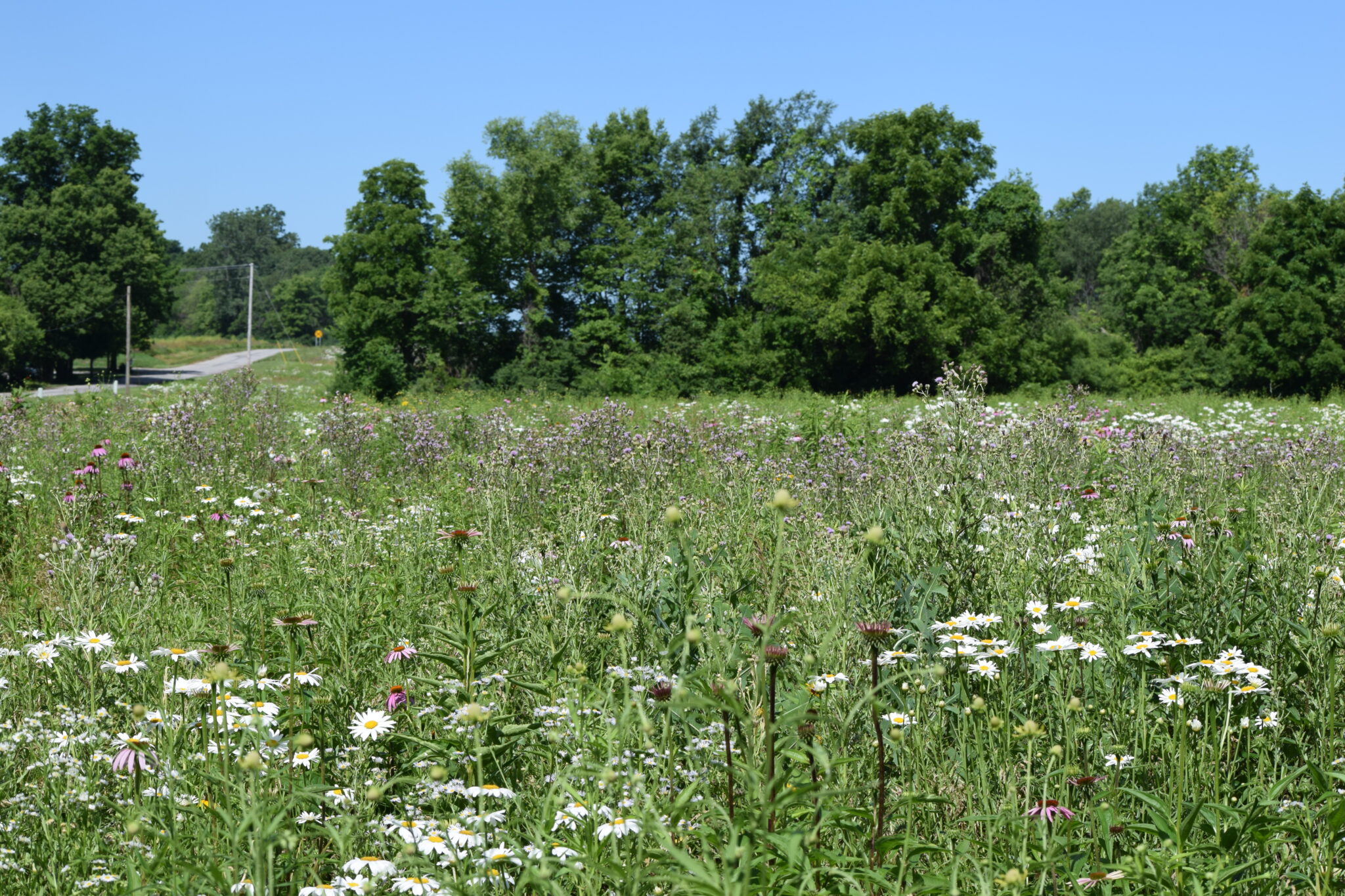 So, the saying goes… Save the Stems, Leave the Leaves, and No Mow May