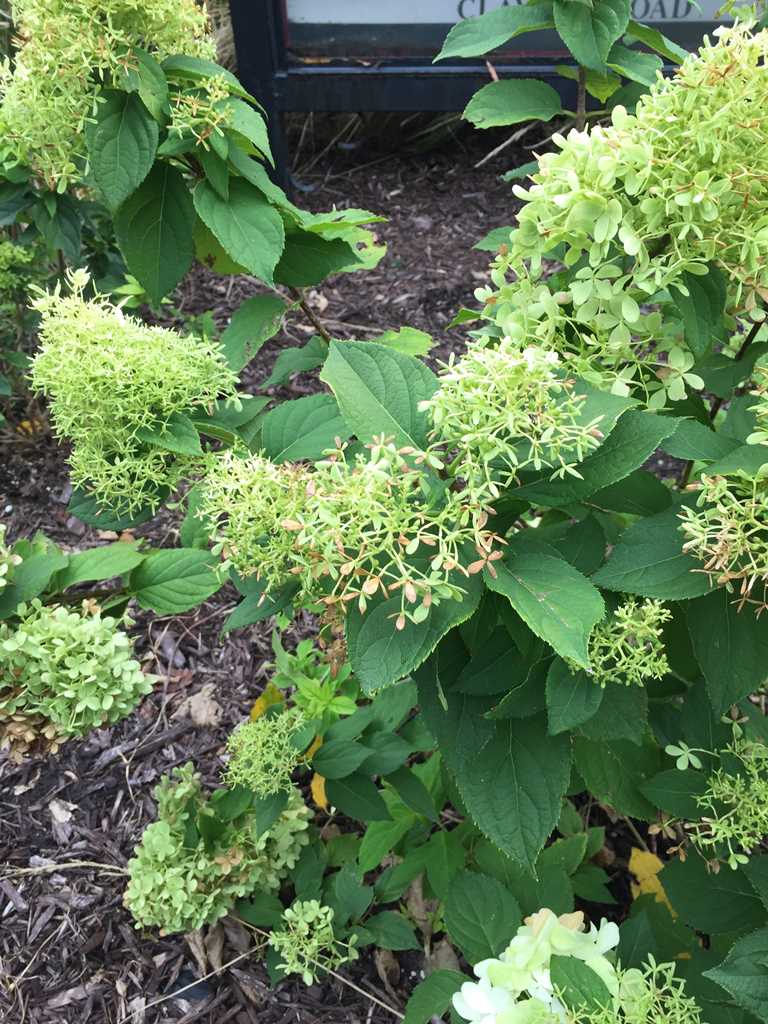 Viruses of Hydrangea