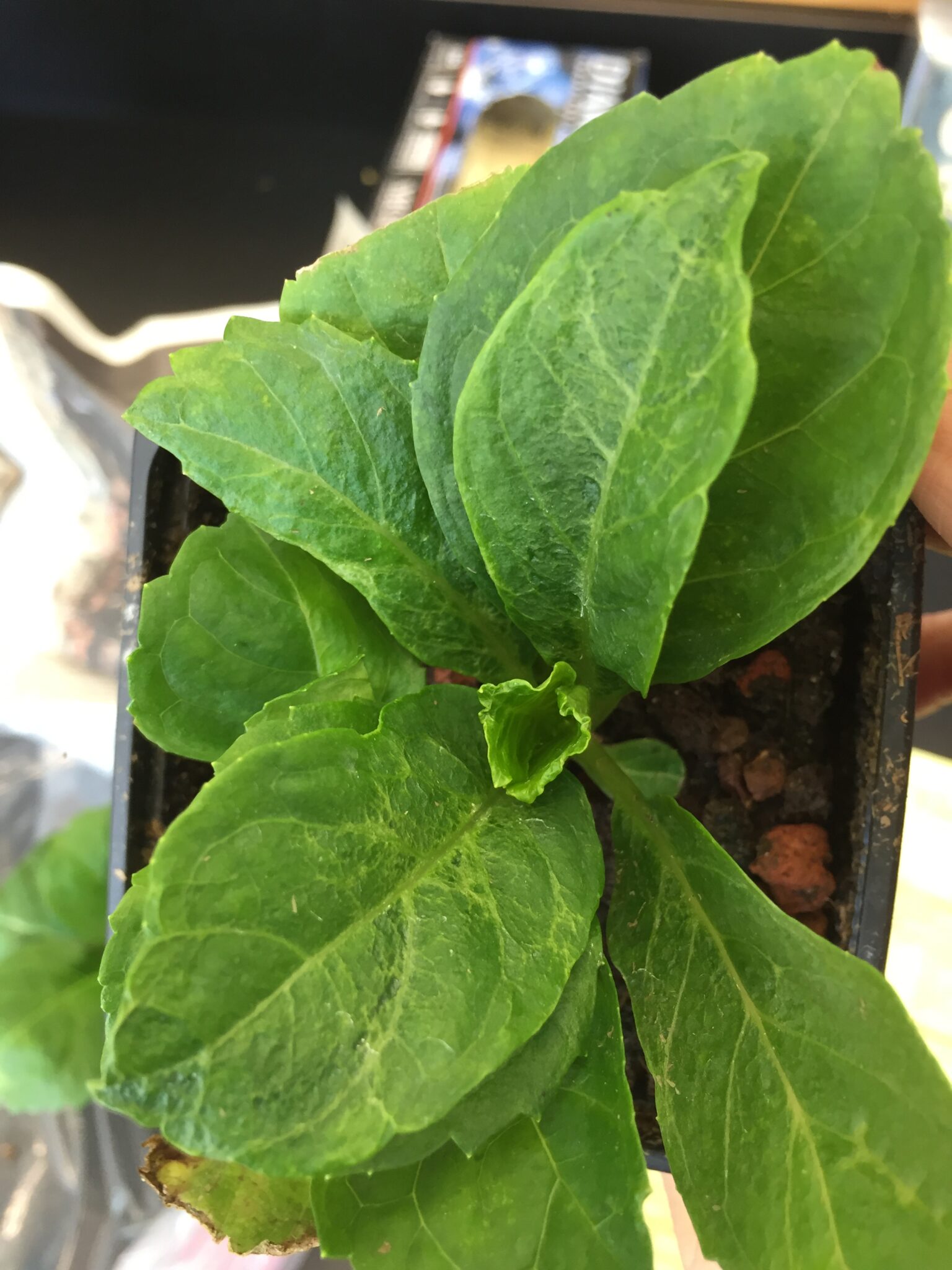 Viruses of Hydrangea