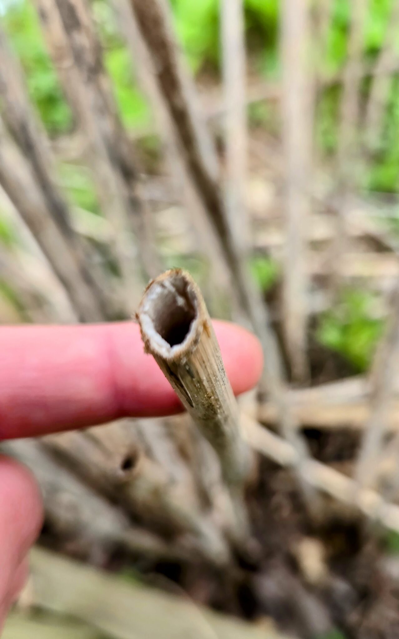 So, the saying goes… Save the Stems, Leave the Leaves, and No Mow May