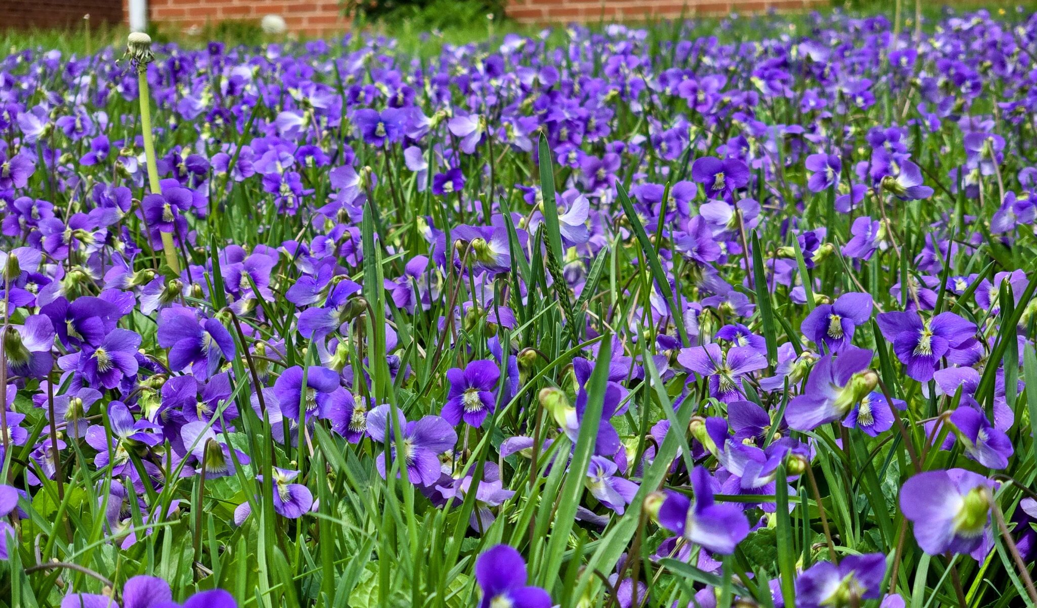 So, the saying goes… Save the Stems, Leave the Leaves, and No Mow May