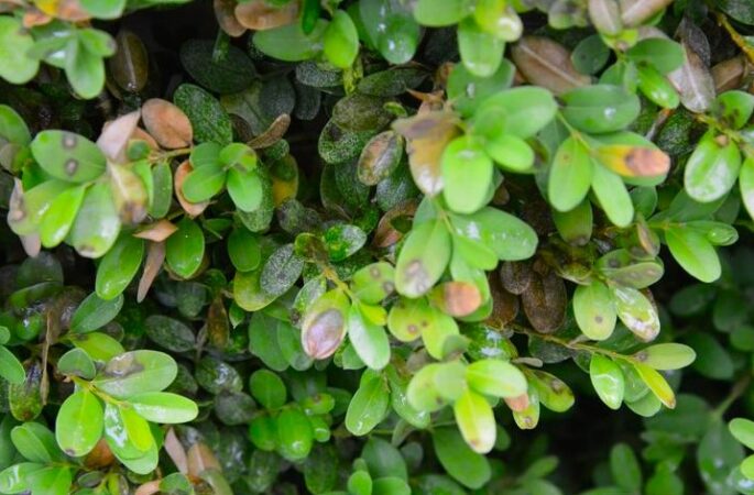 Blight, Leafminers, and Moths: The Plight of Boxwoods