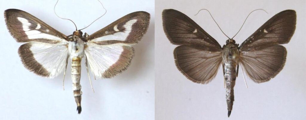Blight, Leafminers, and Moths: The Plight of Boxwoods
