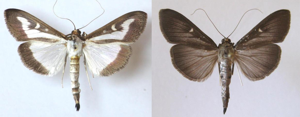 Blight, Leafminers, and Moths: The Plight of Boxwoods