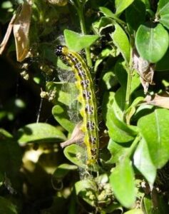 Blight, Leafminers, and Moths: The Plight of Boxwoods