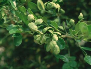 Blight, Leafminers, and Moths: The Plight of Boxwoods