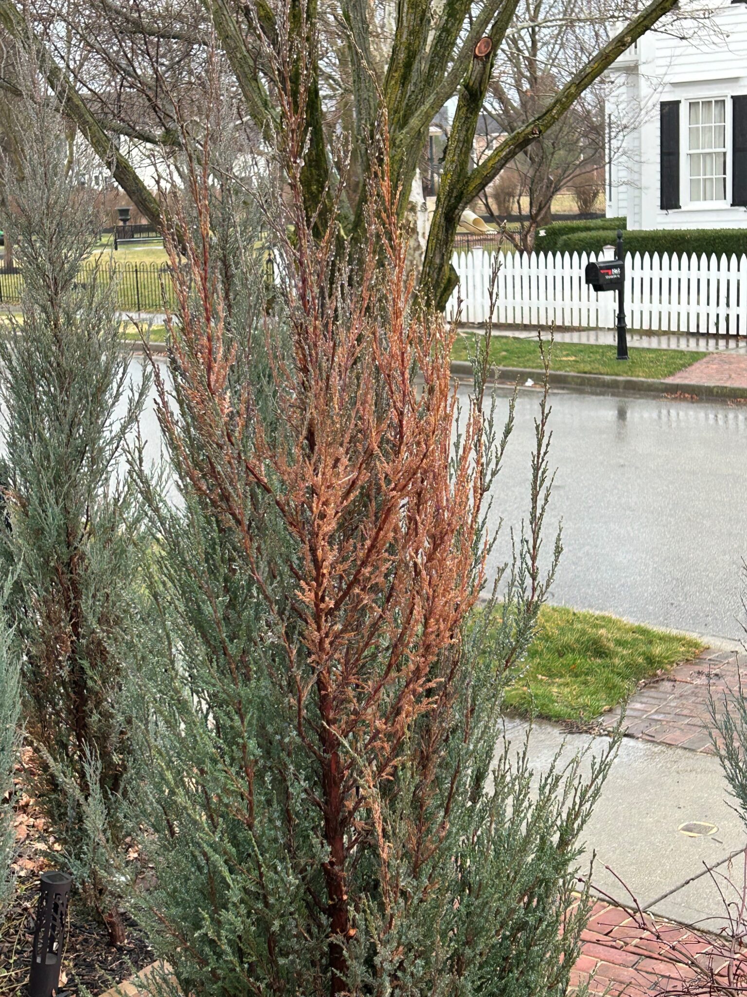 A Triple Threat to Rocky Mountain Juniper: Cytospora, Diplodia and ...