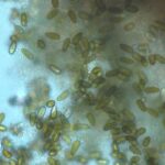 A Triple Threat to Rocky Mountain Juniper: Cytospora, Diplodia and ...