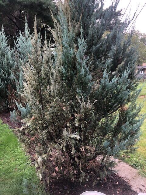 A Triple Threat to Rocky Mountain Juniper: Cytospora, Diplodia and ...
