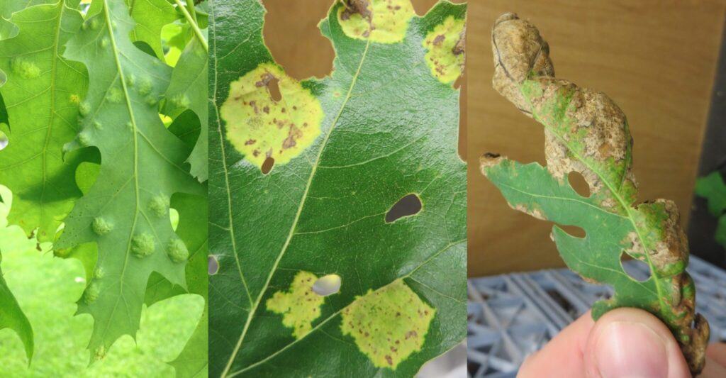 Leaf Curl and Leaf Blister Brought By Wet Weather
