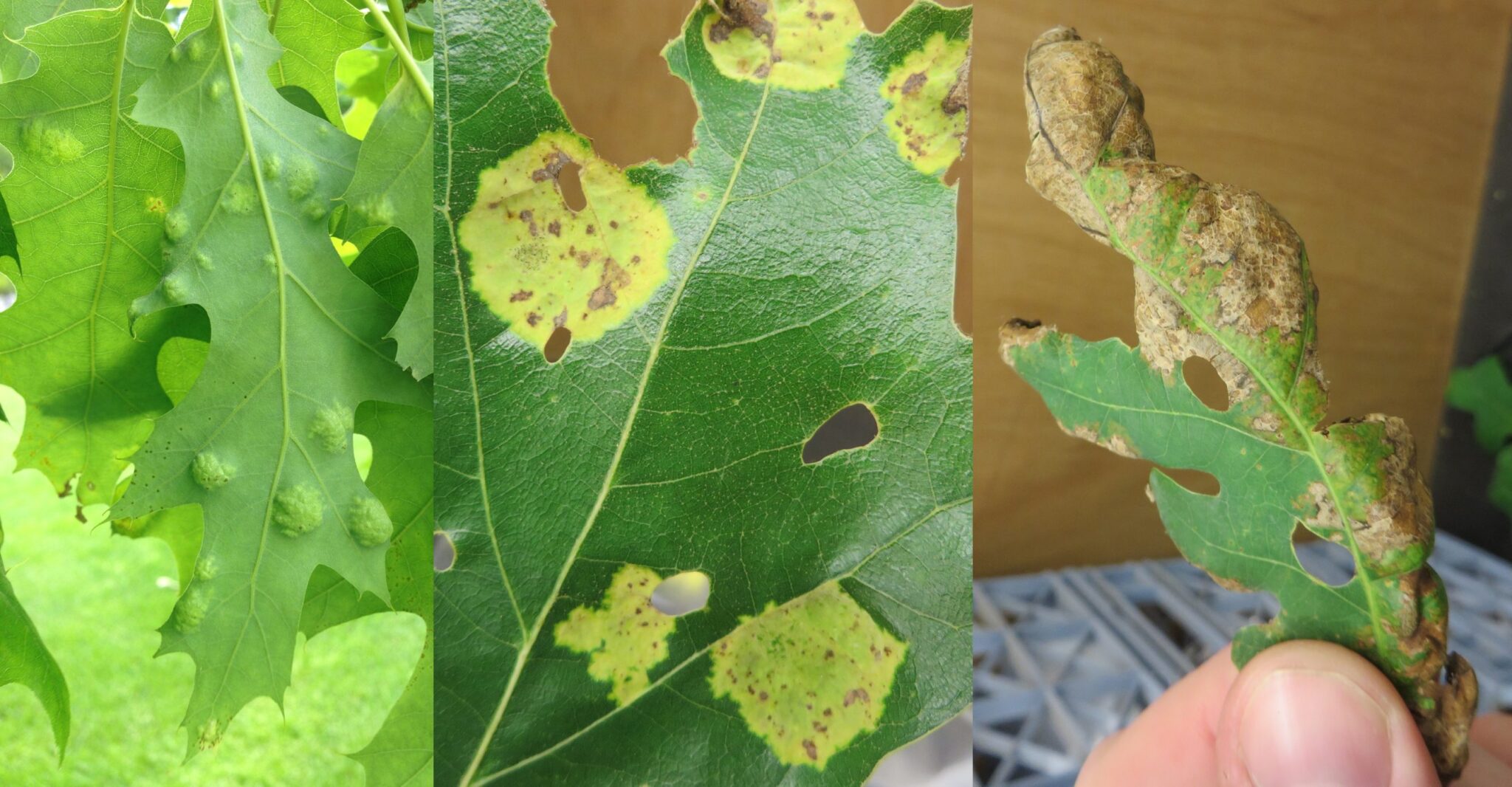 Leaf Curl and Leaf Blister Brought By Wet Weather
