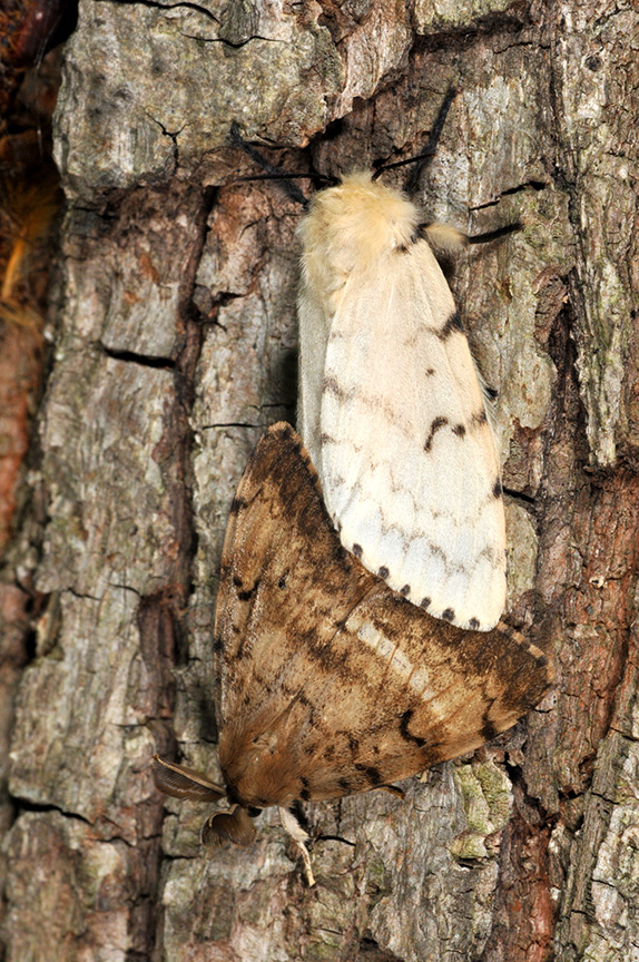 Spongy Moth in Spring Time