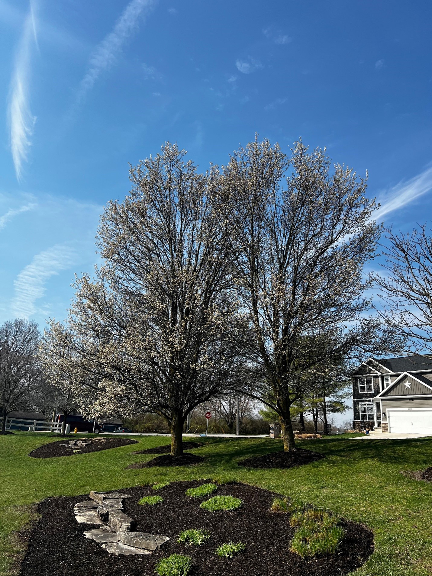 Invasive Bradford/Callery Pear: Why it is so detrimental and what to ...