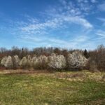 Invasive Bradford/Callery Pear: Why it is so detrimental and what to ...