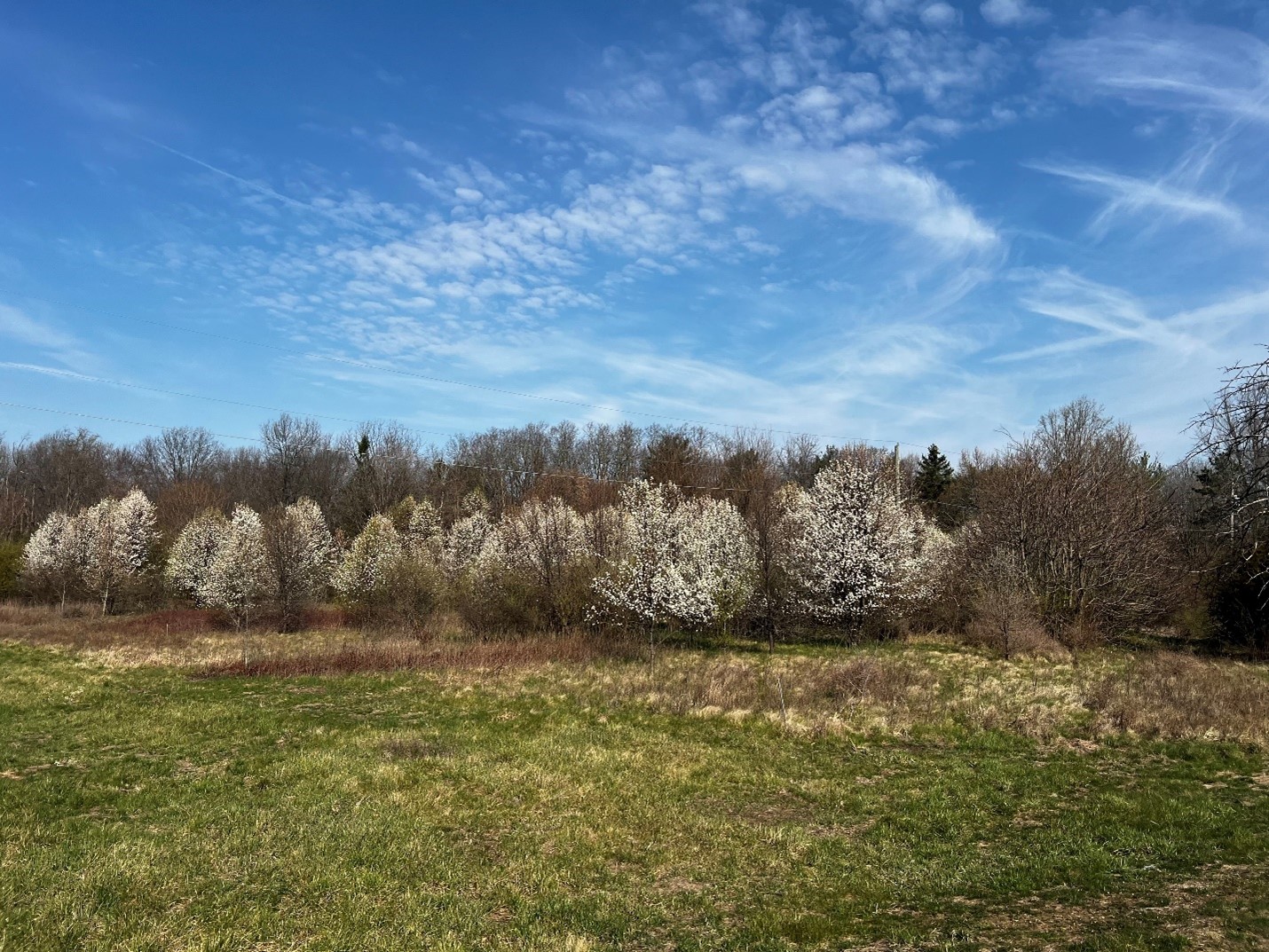 Invasive Bradford/Callery Pear: Why it is so detrimental and what to ...