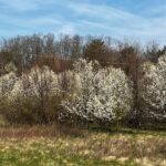 Invasive Bradford/Callery Pear: Why it is so detrimental and what to ...