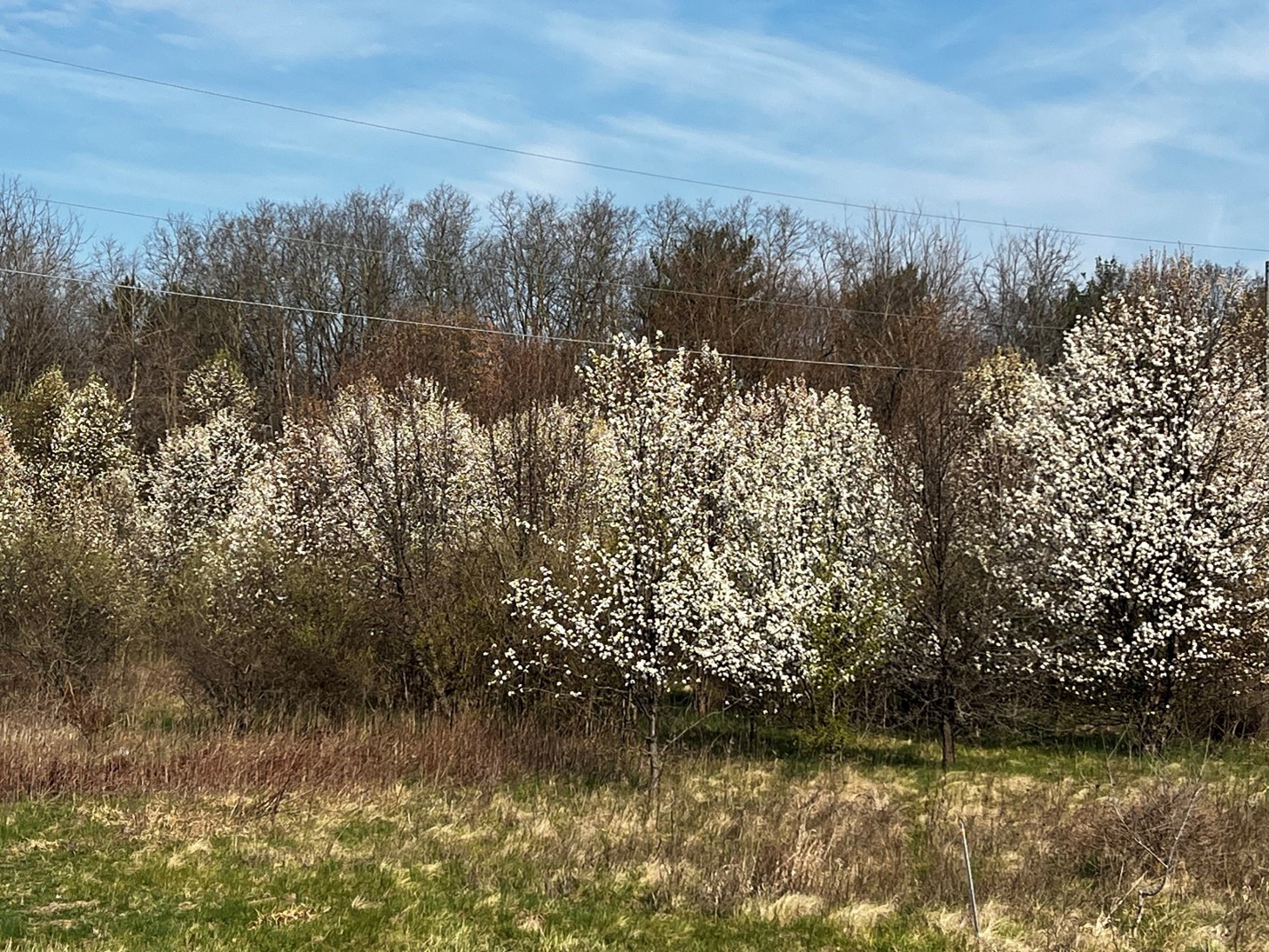 Invasive Bradford/Callery Pear: Why it is so detrimental and what to ...