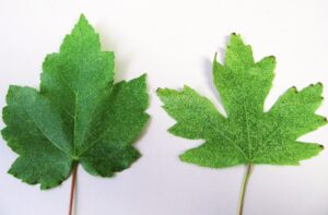 Case Study: Maple tree pests in the landscape
