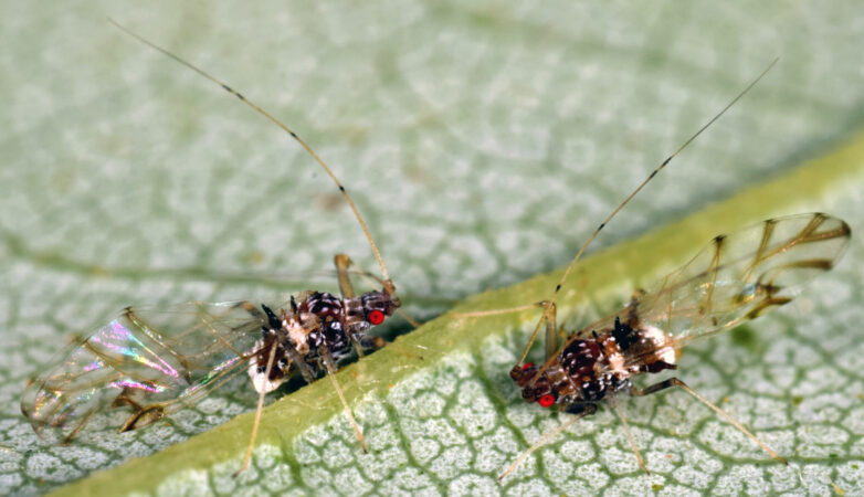 Case Study: Maple tree pests in the landscape