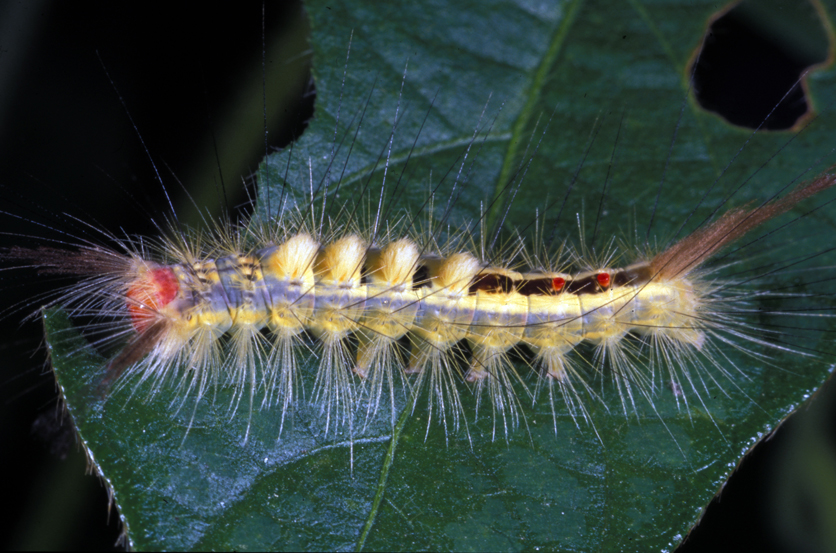 Case Study: Maple tree pests in the landscape
