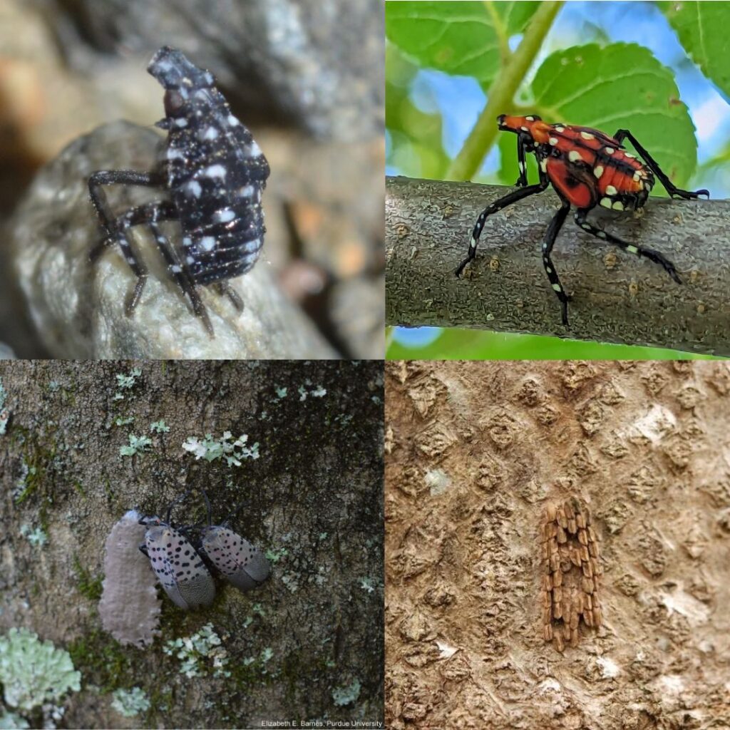 Spotted Lanternfly is on the Move!