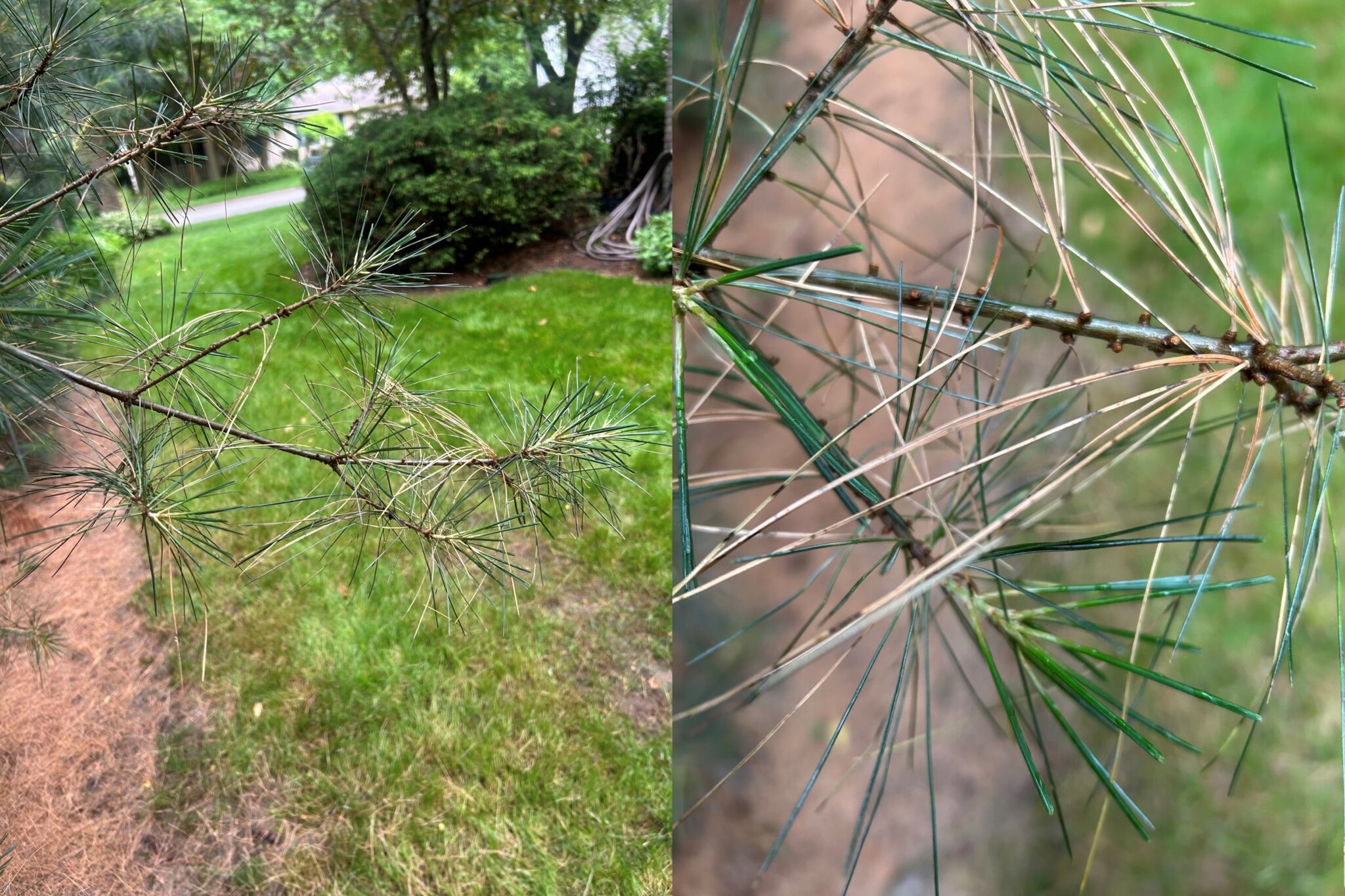 Septorioides Needle Blight of Pine