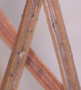 Septorioides Needle Blight of Pine