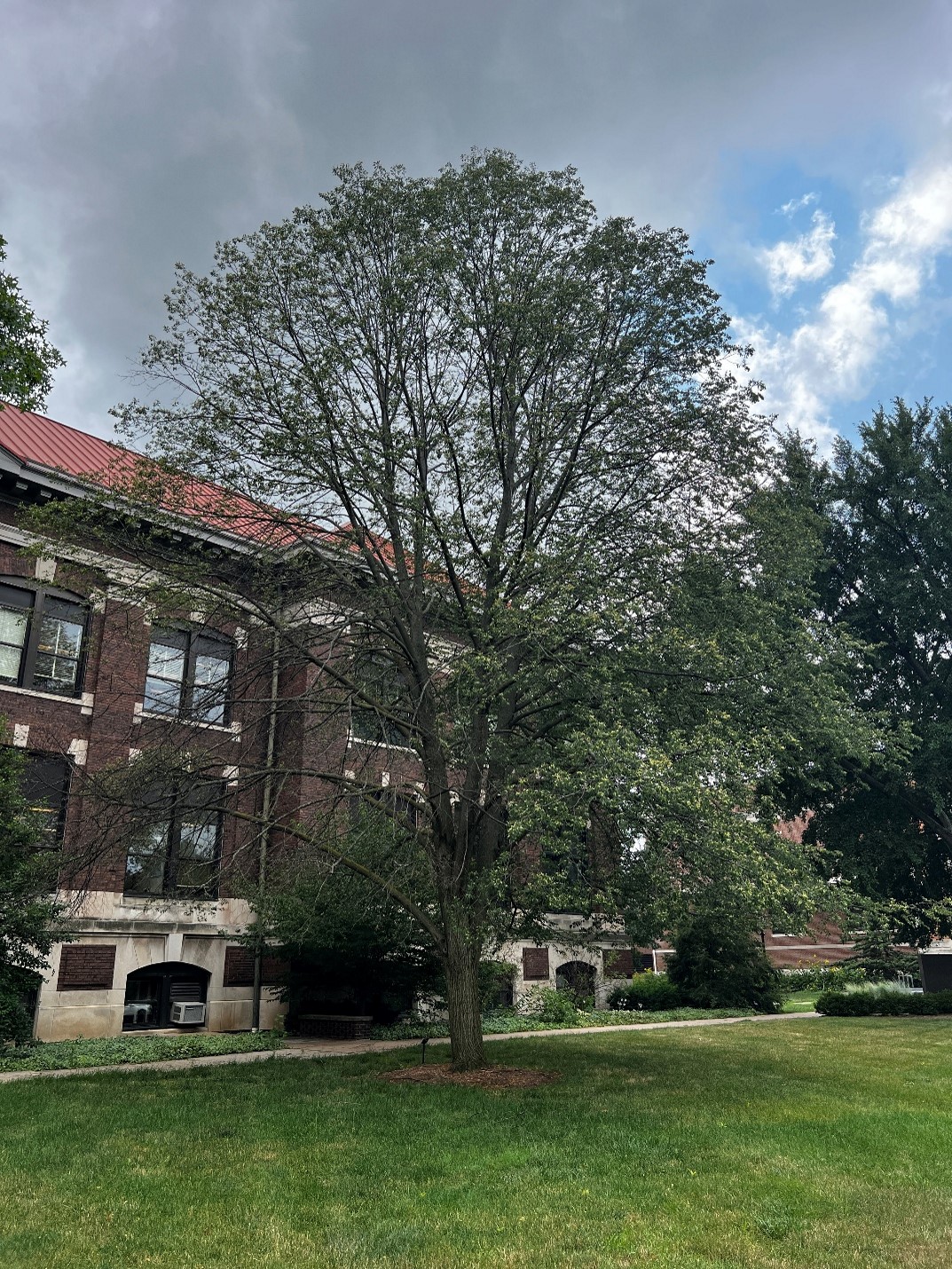 Summer Tree Care: Watering Your Trees