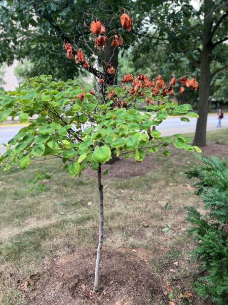 Purdue Landscape Report – Resources for landscapes and gardens in the ...