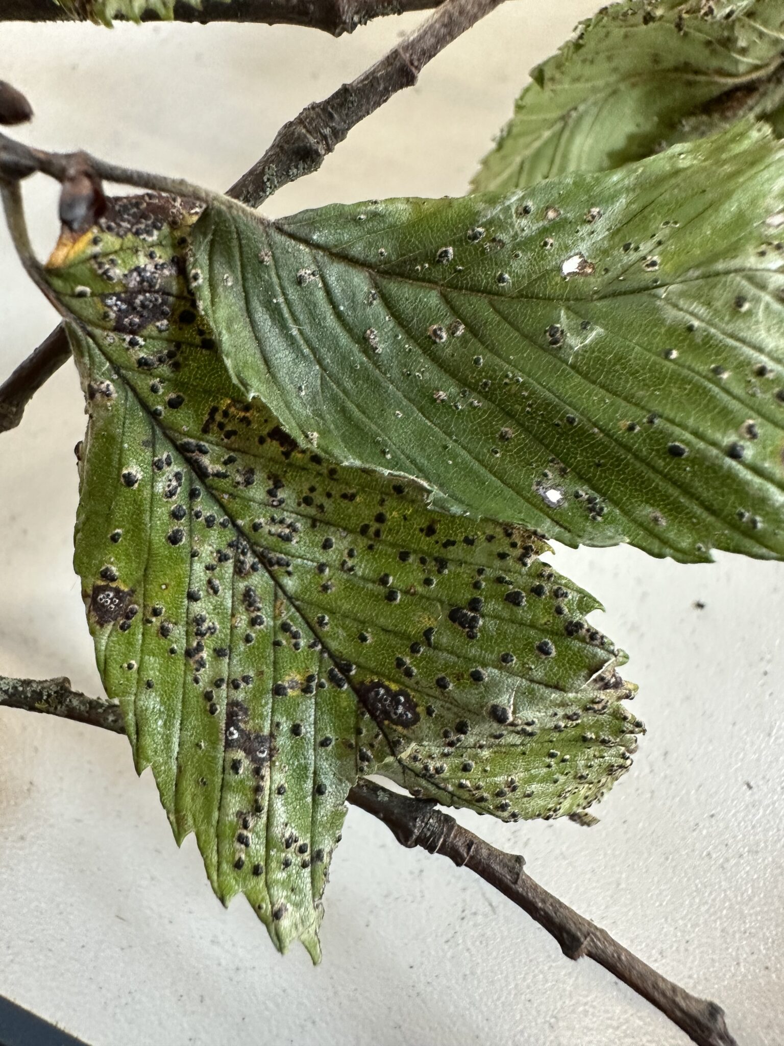 Black Spot of Elm