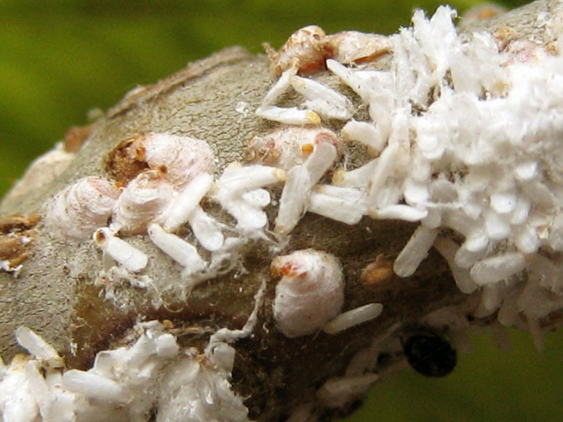 Non-native armored scales