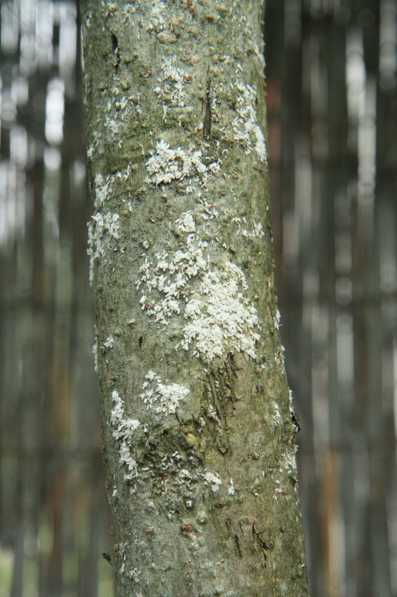 Non-native armored scales