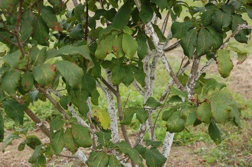 Non-native armored scales