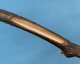 Botryosphaeria Dieback and Canker