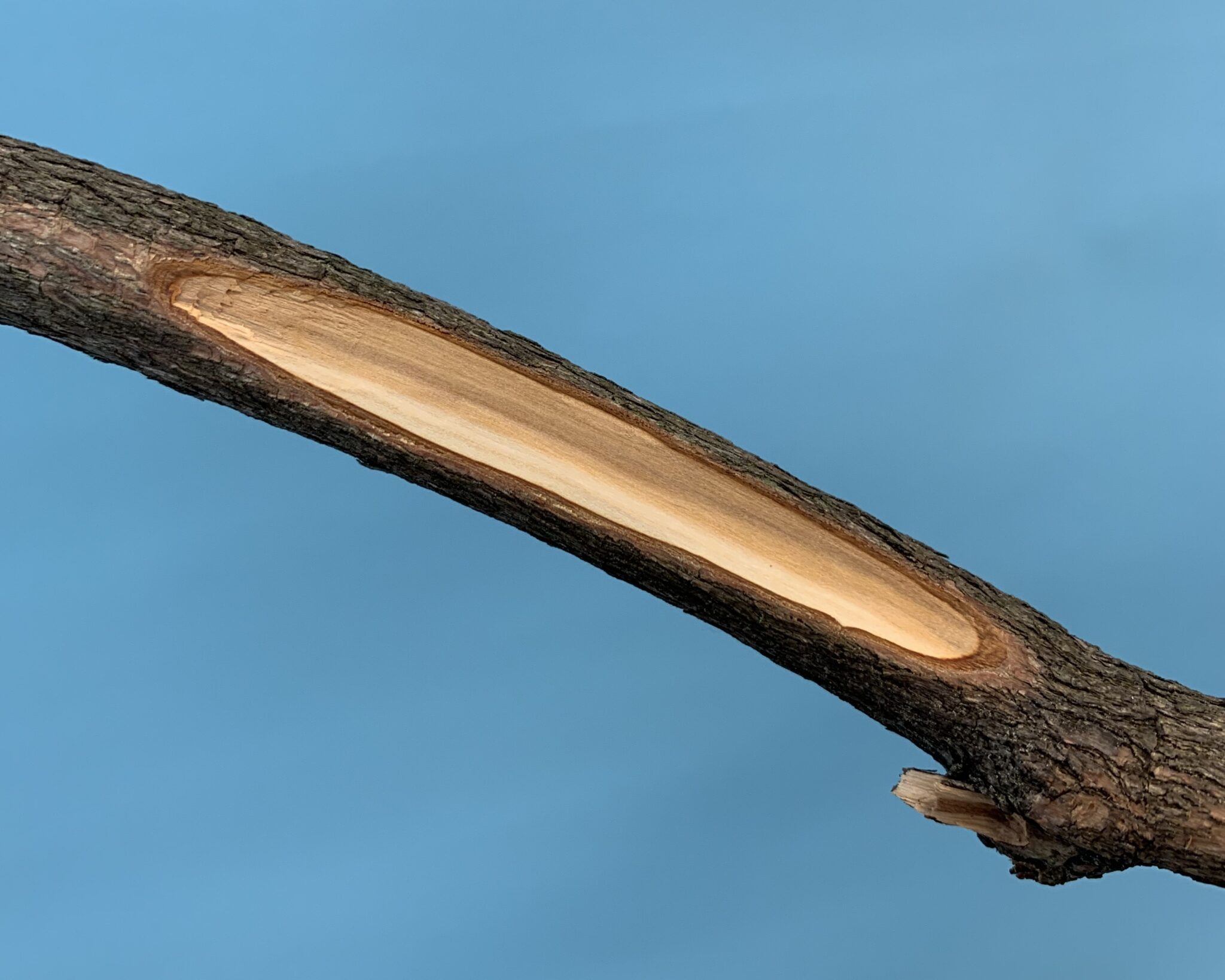 Botryosphaeria Dieback and Canker