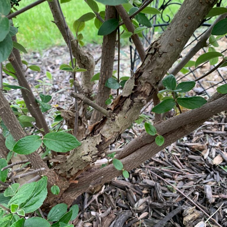Botryosphaeria Dieback and Canker